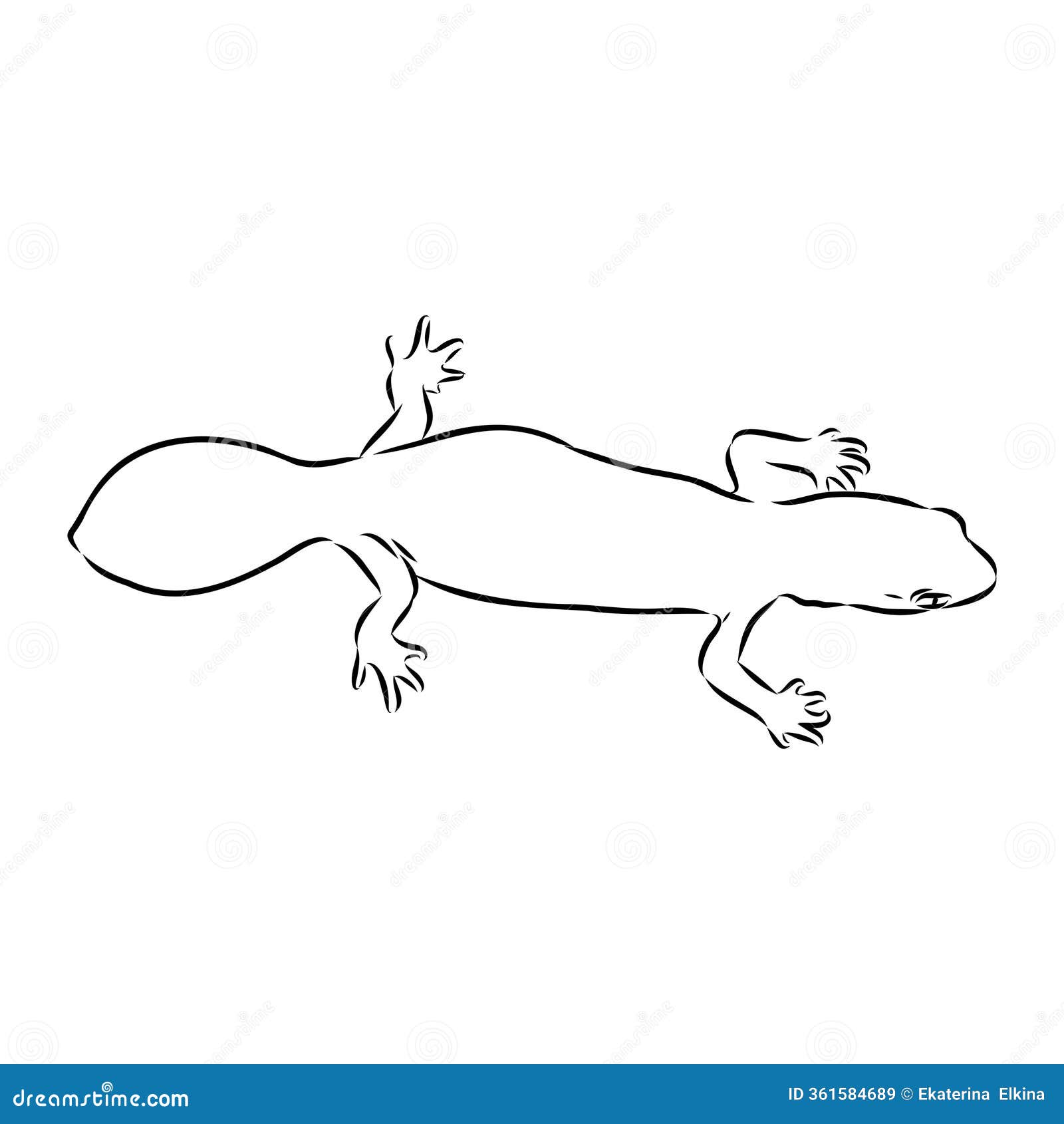 Gecko Outline Illustration on Background, Australian Stock Vector ...