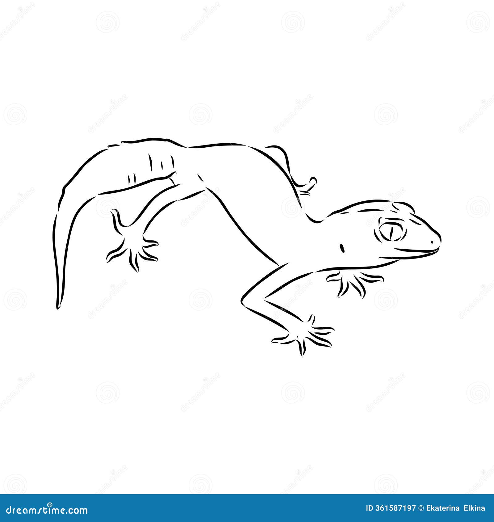 Gecko Outline Illustration on Background, Australian Stock Vector ...
