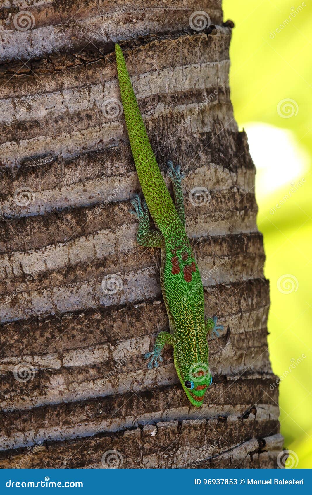 Gecko on a Palm Tree stock image. Image of leaf, iguanid - 96937853