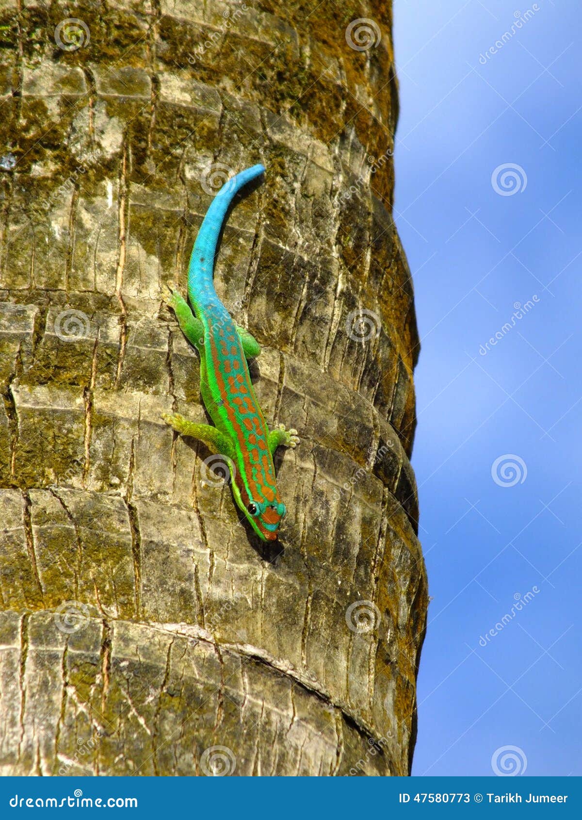 Gecko stock image. Image of mauritius, gecko, tree, green - 47580773