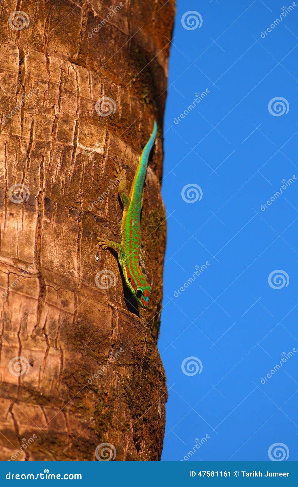 Gecko stock image. Image of tree, trunk, gecko, animal - 47581161
