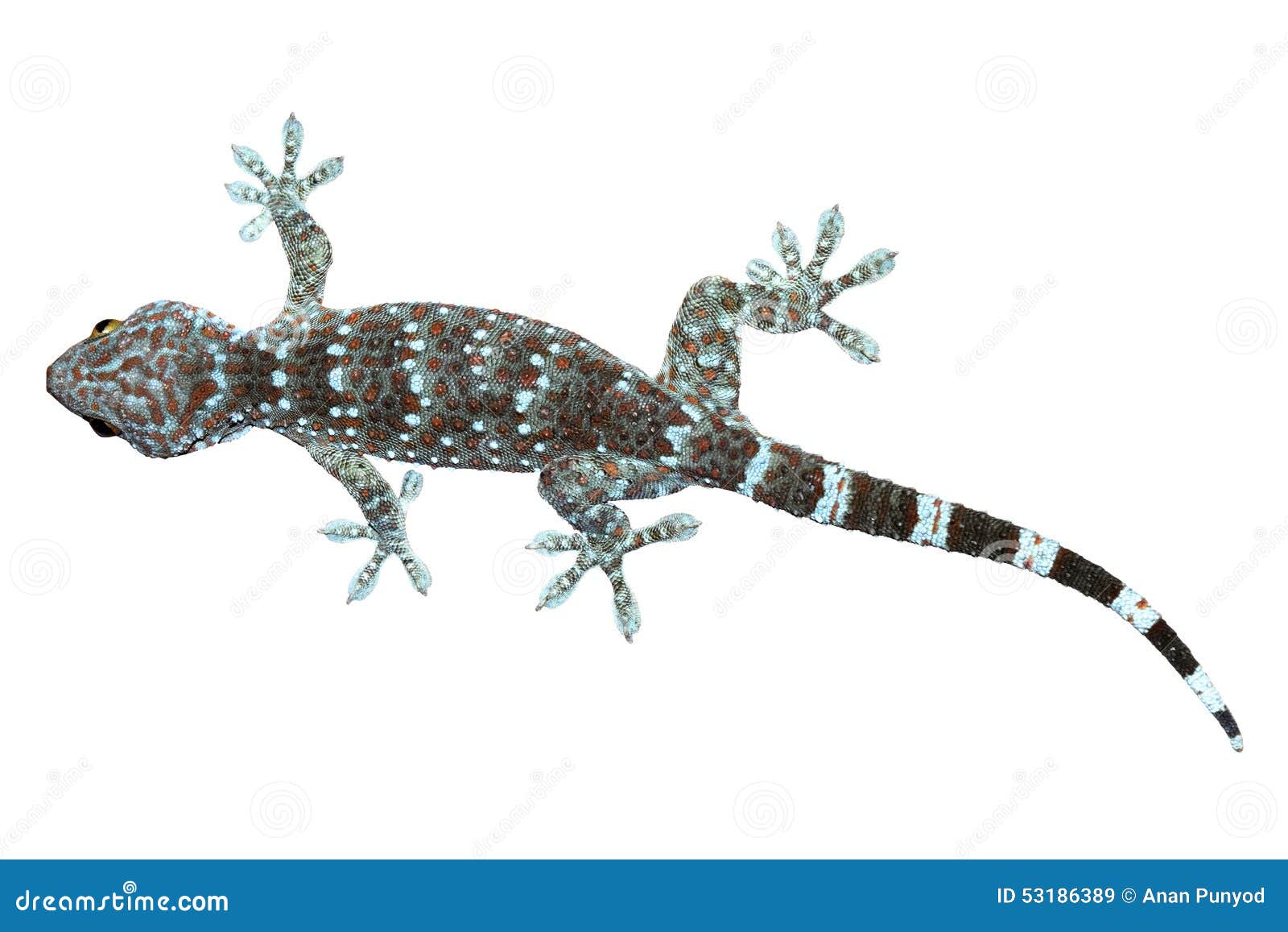Gecko stock image. Image of isolated, lizards, reptiles - 53186389