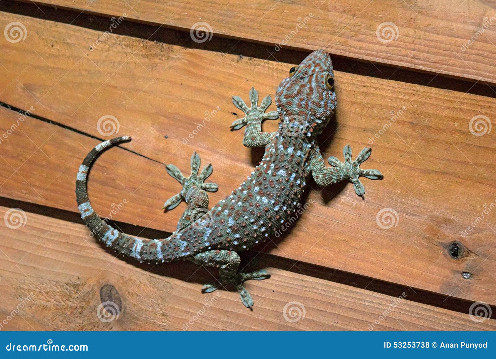 Gecko is Peel the Light Blue and Orange on Wood Wall Stock Photo ...