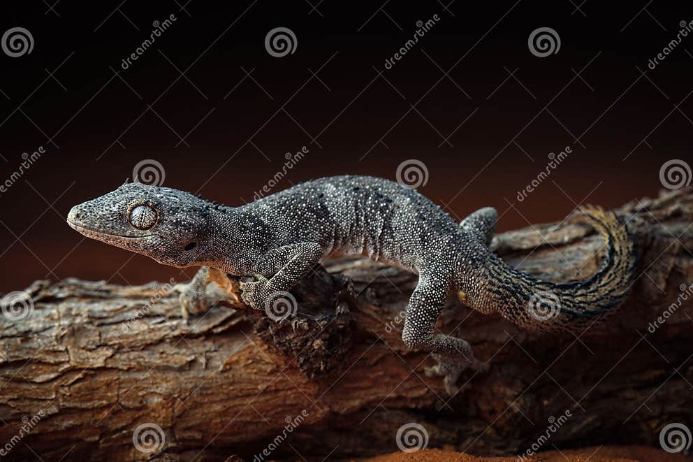 Gecko Perched on a Tree Branch in a Dark Forest, Illuminated by the ...