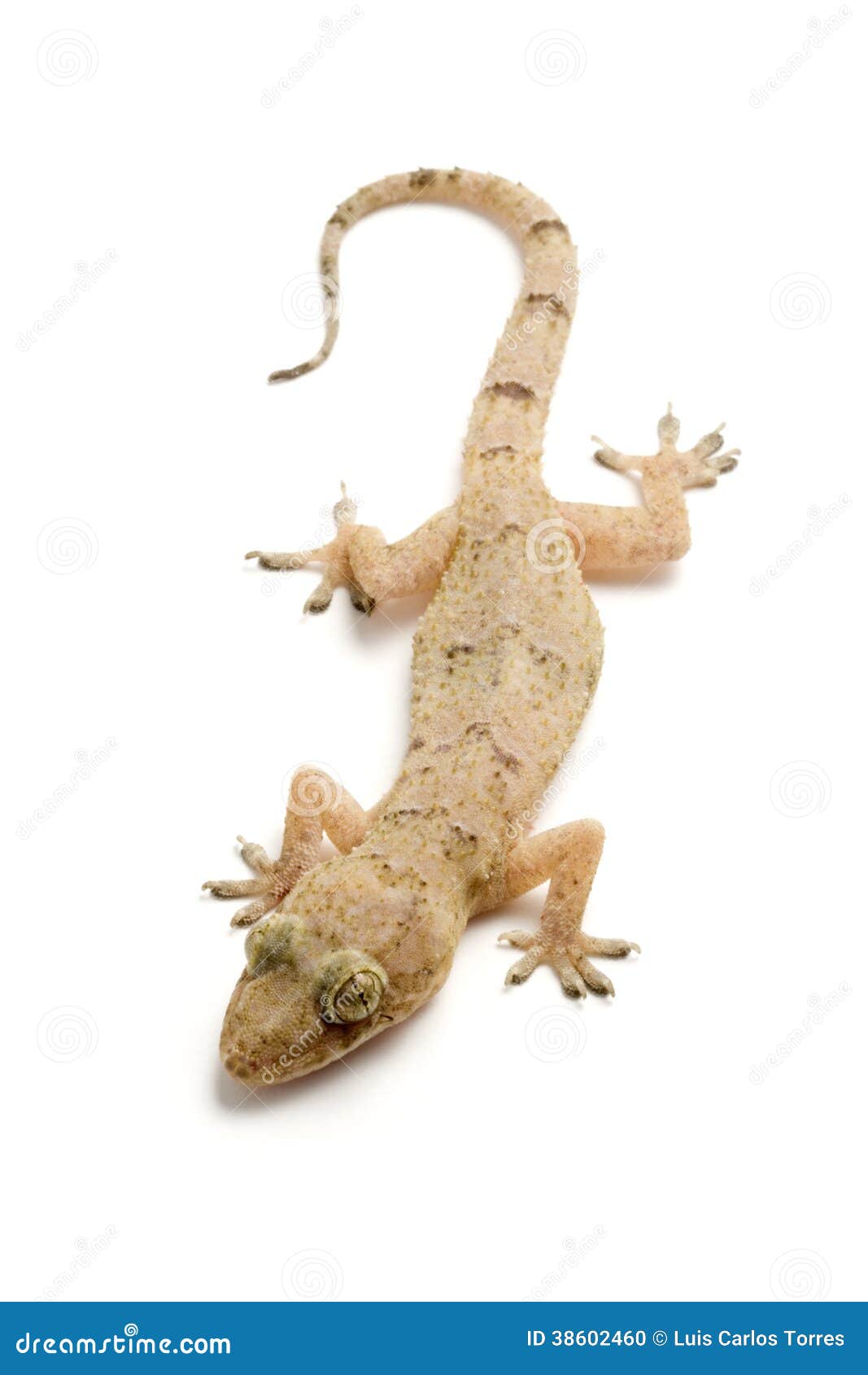 Gecko stock photo. Image of lizard, hemidactylus, white - 38602460