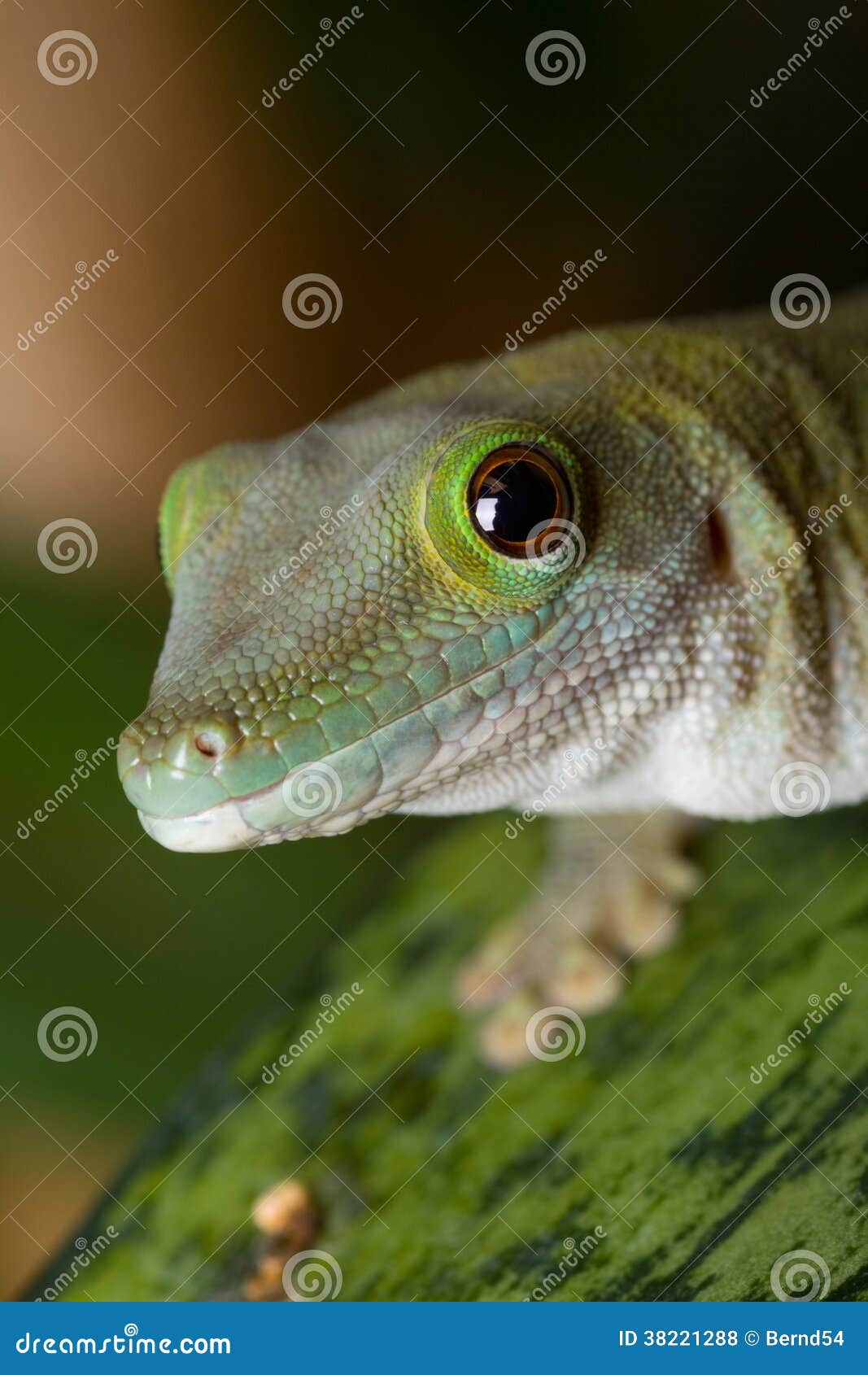 Gecko portrait stock photo. Image of lizard, twig, sheets - 38221288