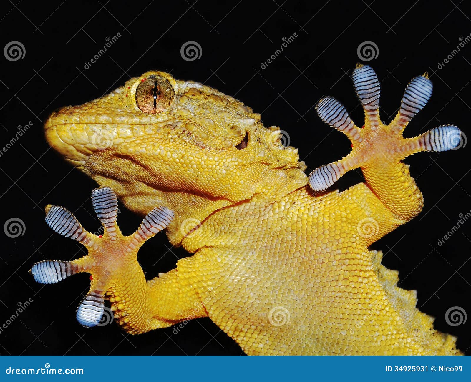 Gecko portrait stock image. Image of face, wild, details - 34925931