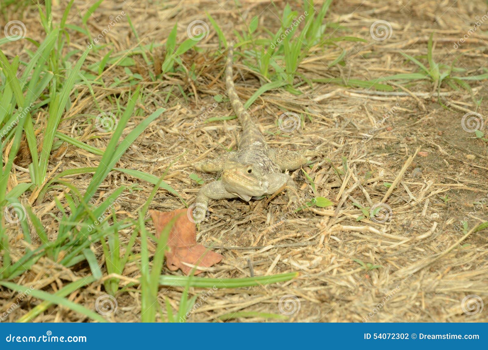 GECKO stock photo. Image of nature, absolute, poses, beauty - 54072302
