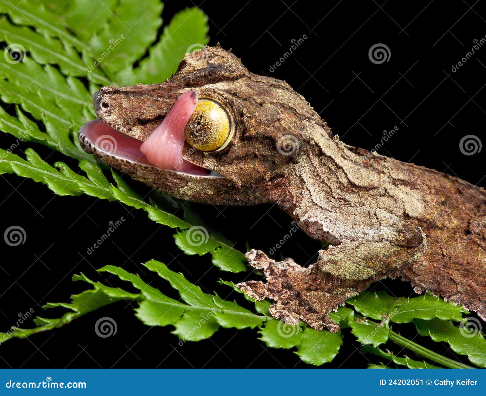 Gecko que lame el ojo imagen de archivo. Imagen de labios - 24202051