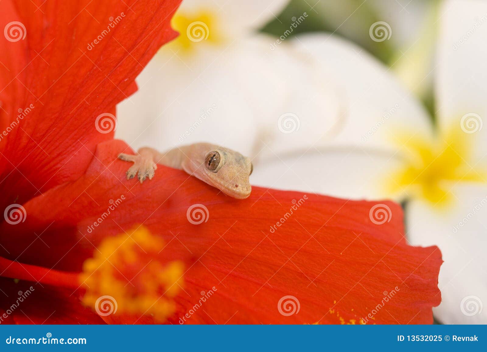 Gecko on red flower stock image. Image of natural, small - 13532025