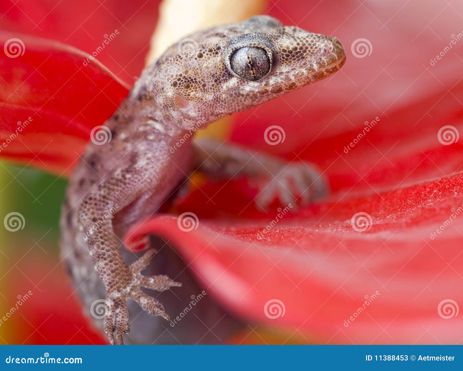 Gecko on Red Flower Close-up Stock Image - Image of feet, animal: 11388453