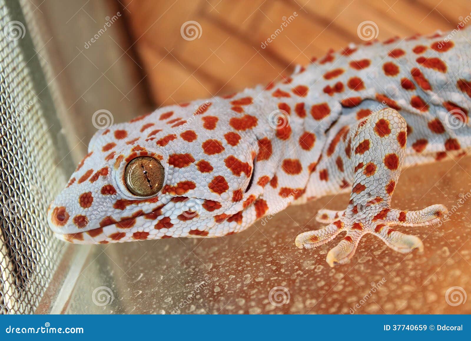 Gecko stock image. Image of colored, chameleon, crawler - 37740659