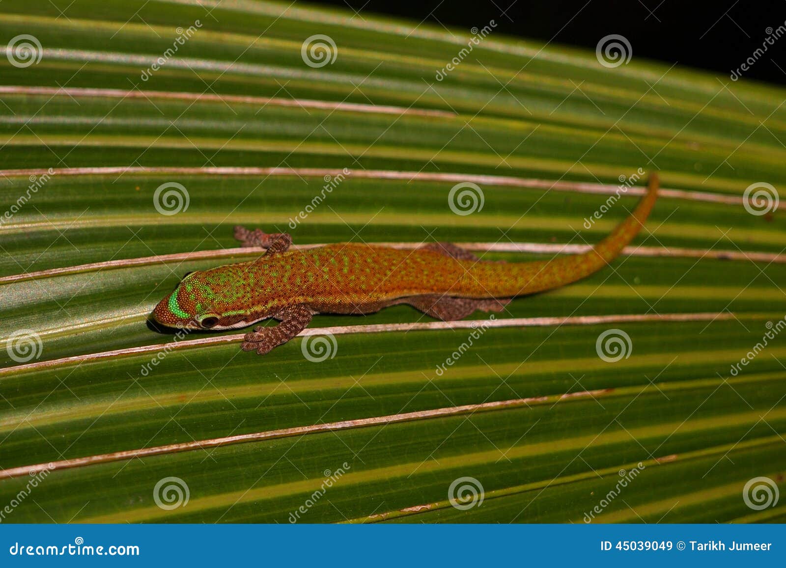 Gecko stock image. Image of gecko, nature, animal, reptile - 45039049