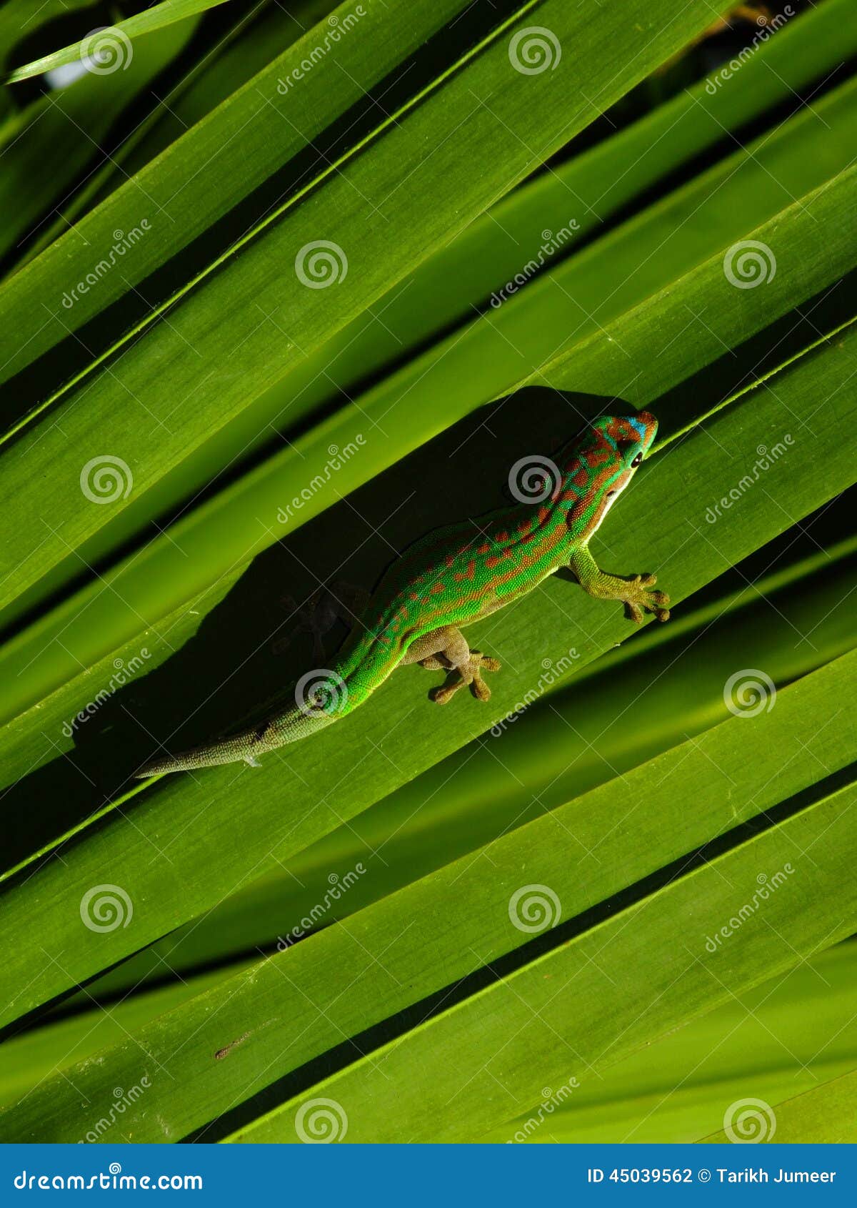 Gecko stock photo. Image of nature, fauna, line, resting - 45039562
