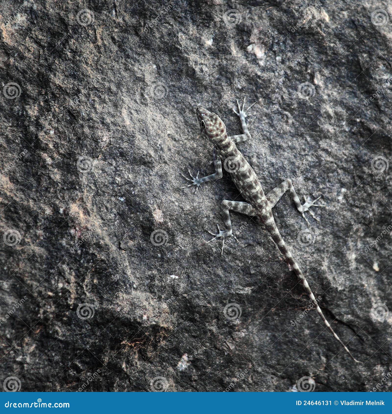 Gecko on the rock stock image. Image of zoology, nature - 24646131