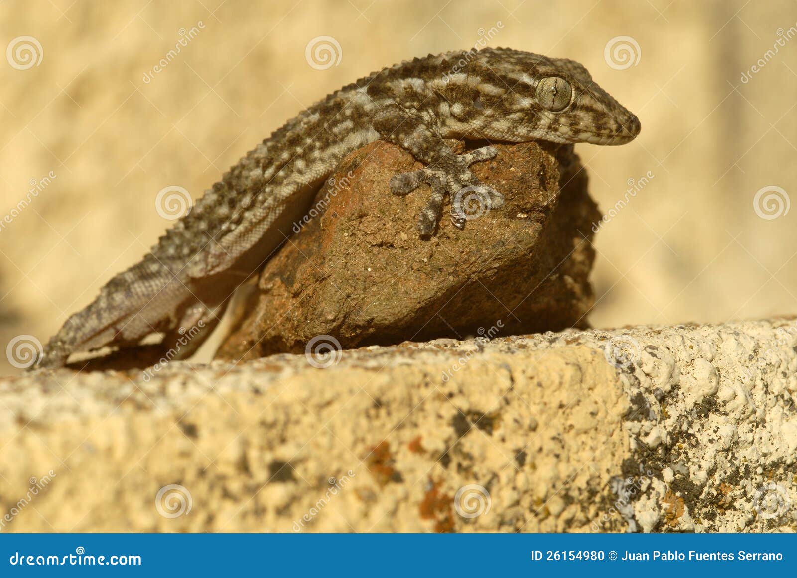 Gecko on the Rock in the Sun Stock Photo - Image of reptiles, animals ...
