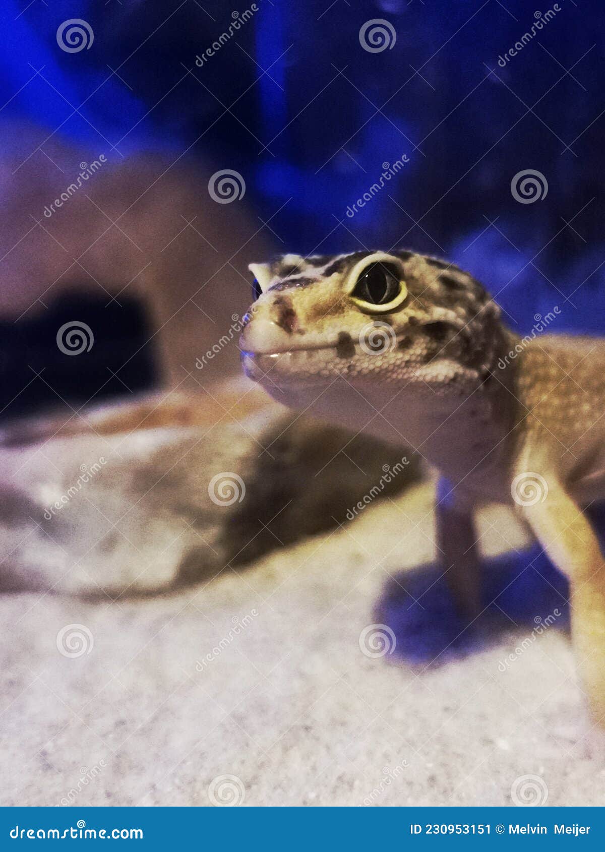 Gecko in the Sand of the Beach Stock Image - Image of animal, beach ...