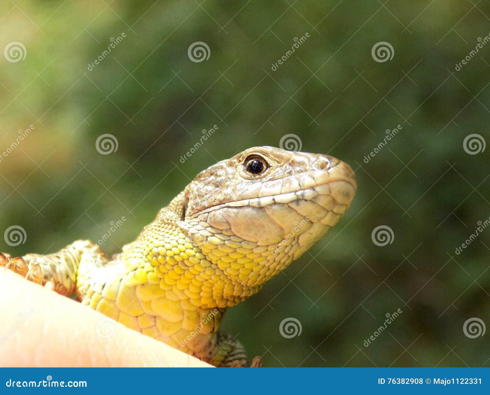 Gecko scary look stock photo. Image of lizard, outdoor - 76382908
