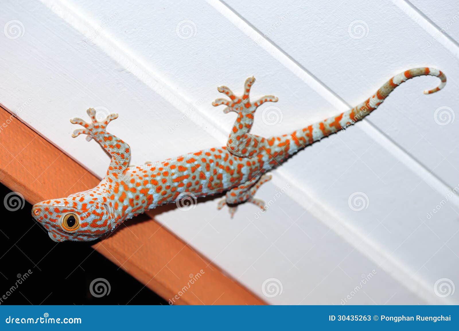 Gecko stock image. Image of lizard, wall, nature, pets - 30435263