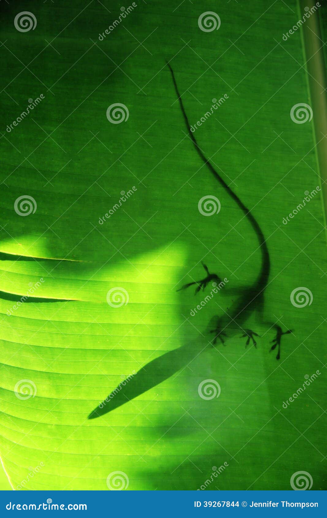 Gecko shadow stock photo. Image of hawaii, garden, plantlife - 39267844