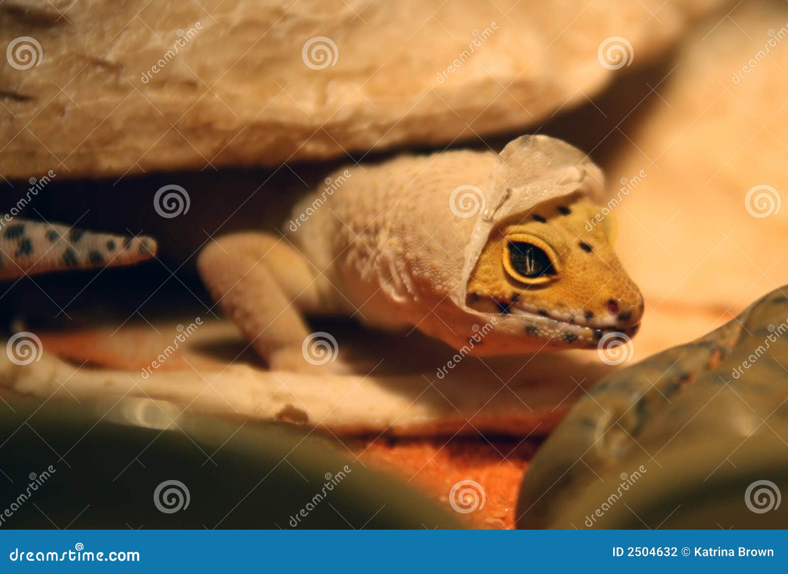 Gecko Shedding stock photo. Image of primitive, white - 2504632