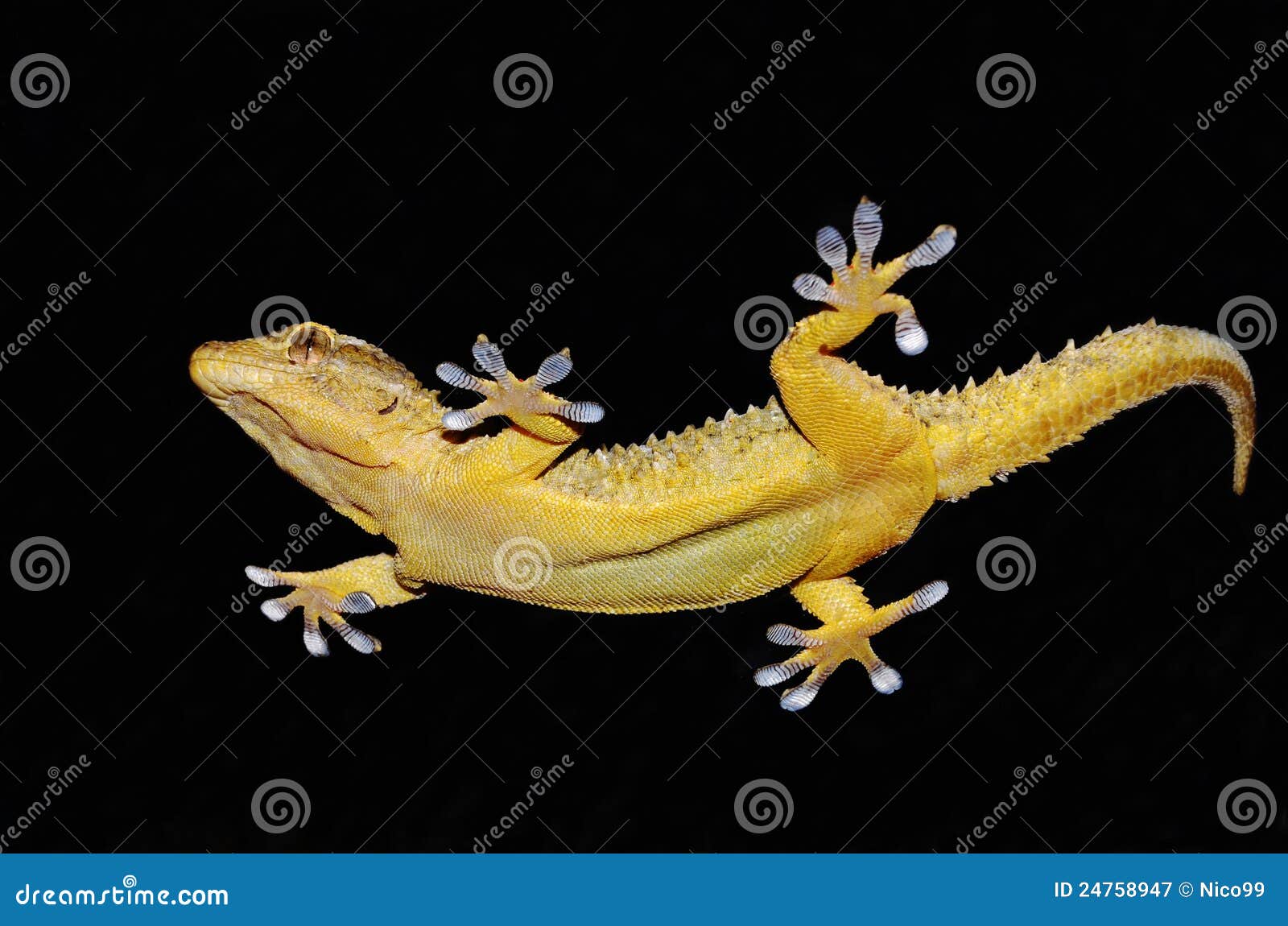 Gecko Showing Its Sticky Legs Stock Image - Image of background, funny ...