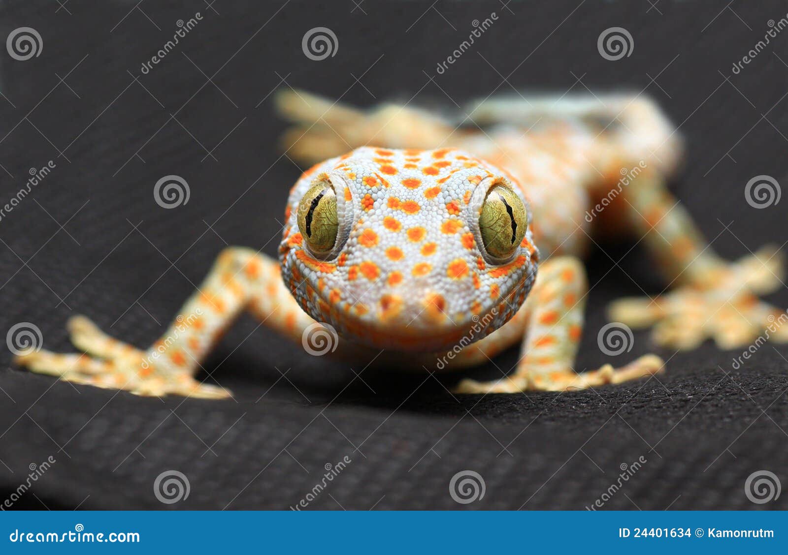 Gecko. Gecko Has A Smile Face. Exotic Veterinarian Holding A Reptile ...