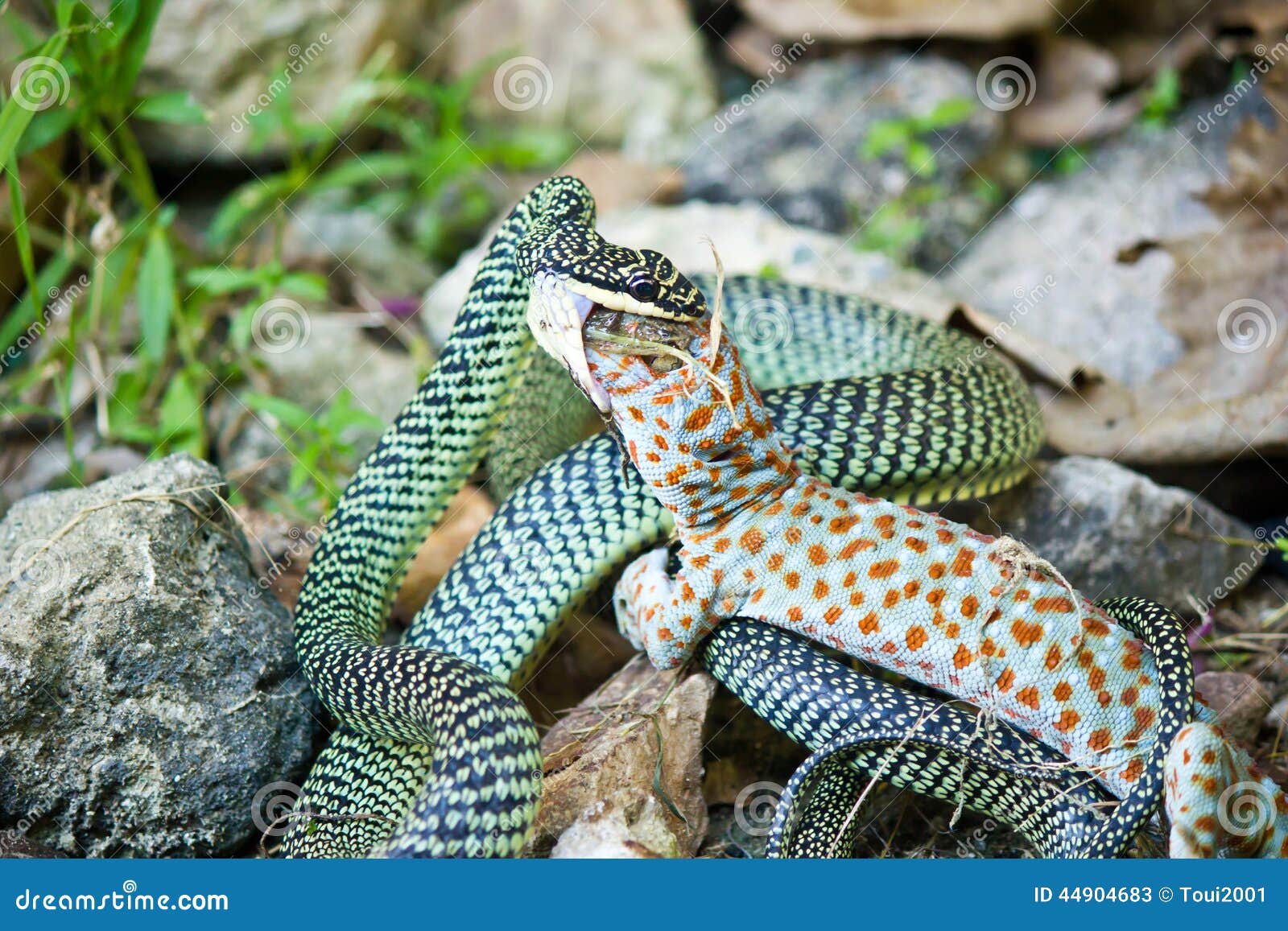 Gecko & Snake stock image. Image of reptile, amphibian - 44904683