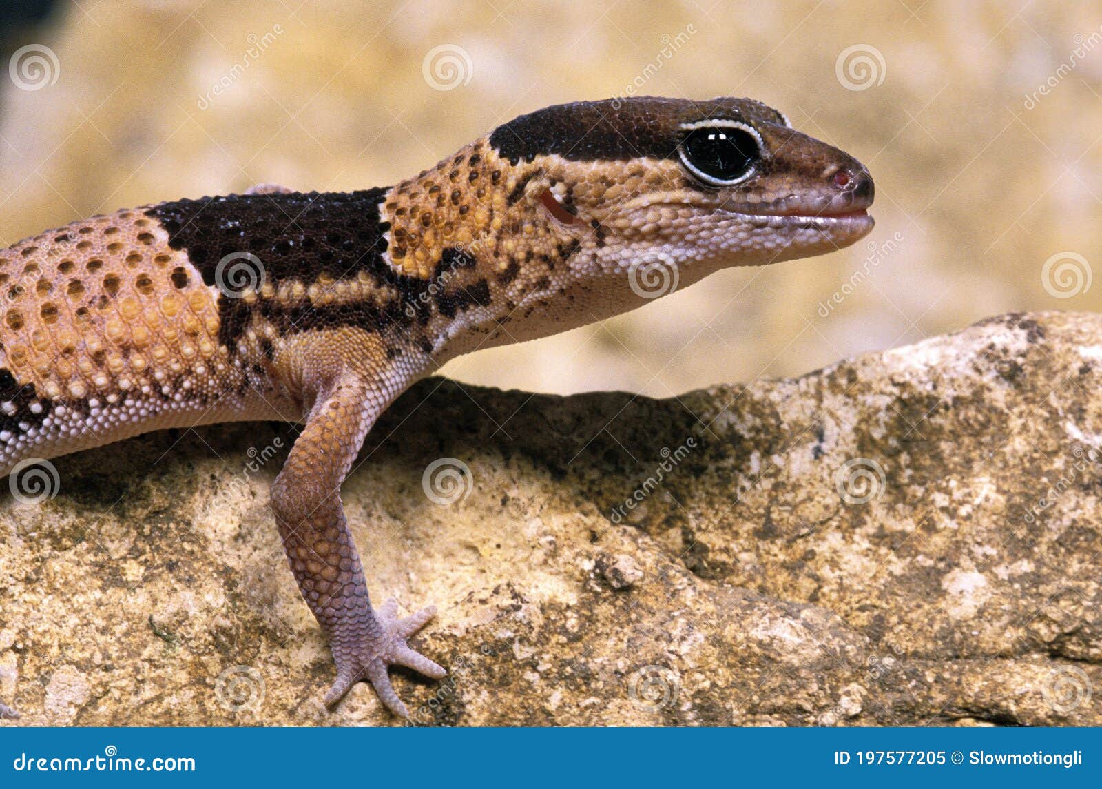 Gecko standing on Stone stock image. Image of gecko - 197577205