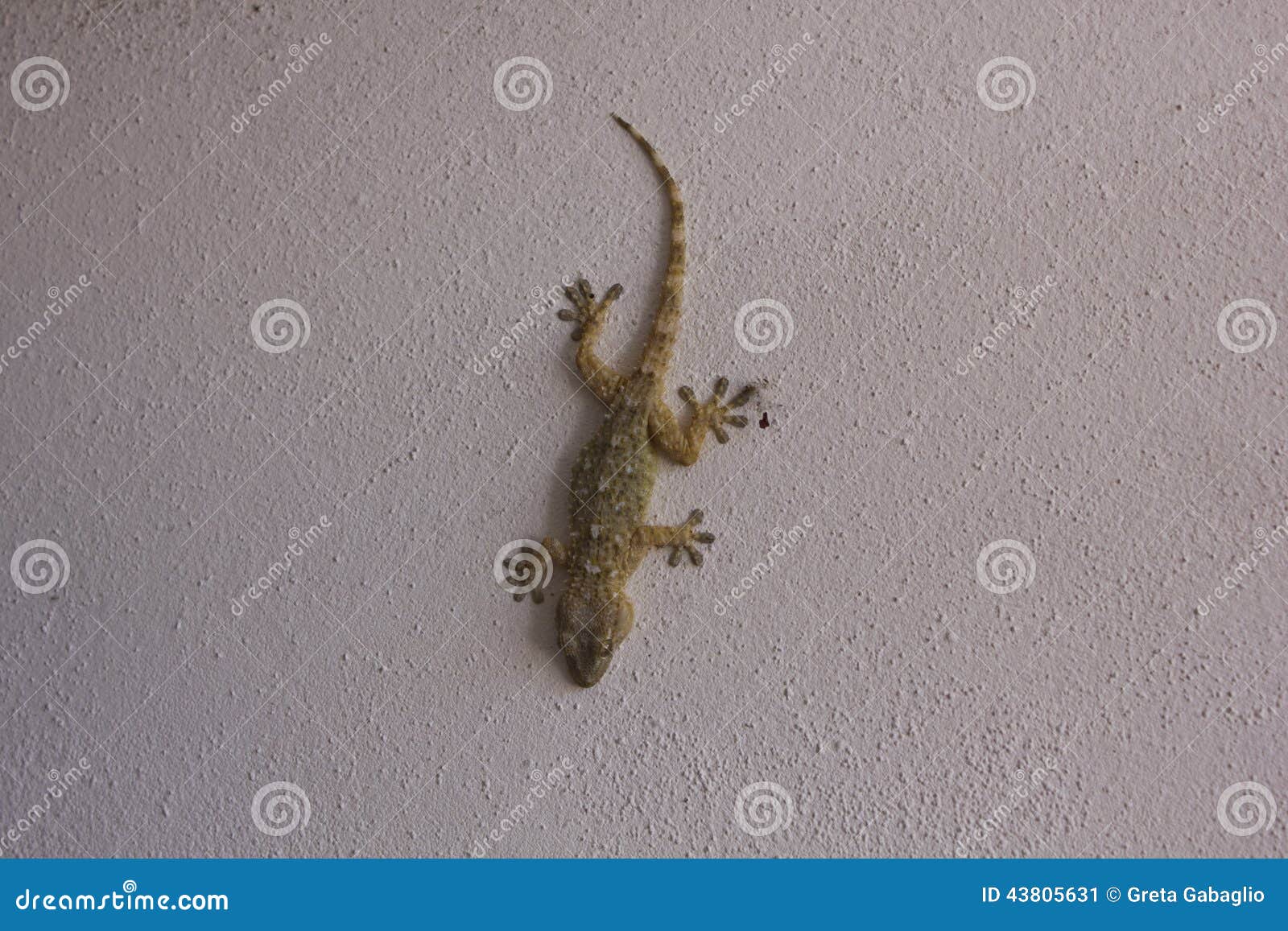 Gecko standing stock image. Image of predator, reptile - 43805631