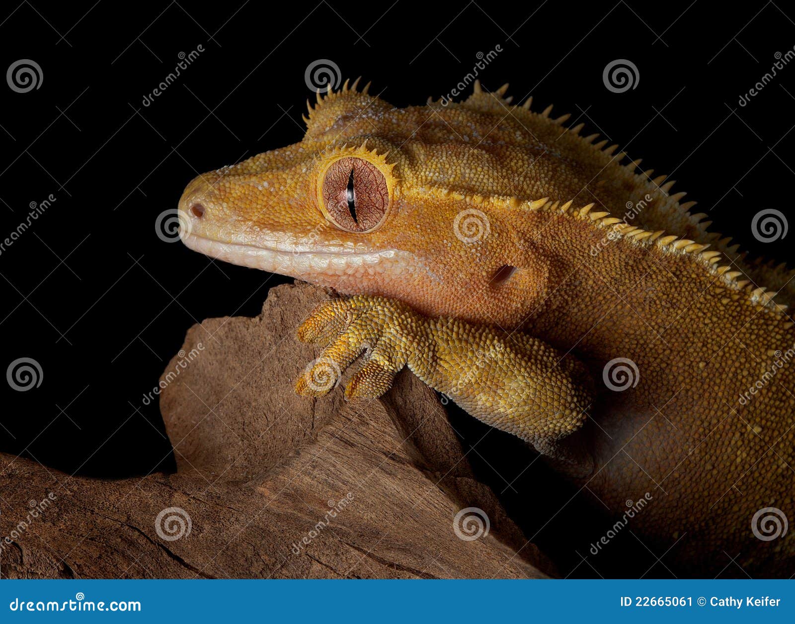 Gecko stare stock image. Image of wildlife, nocturnal - 22665061