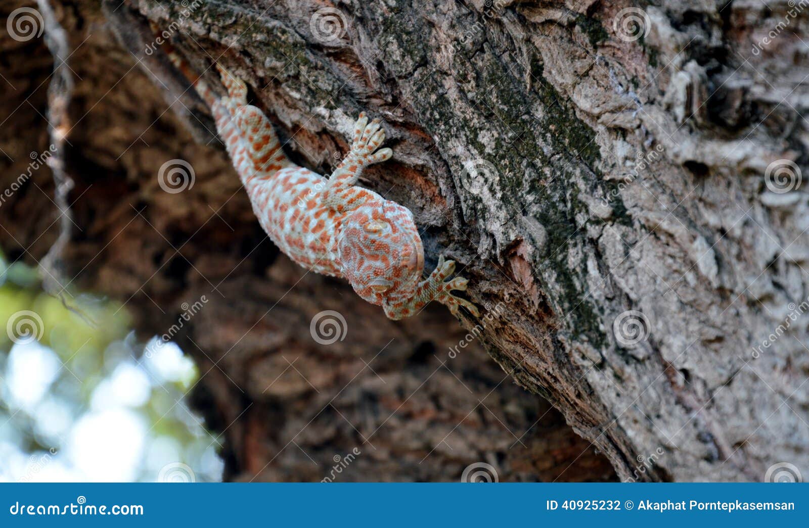Gecko sur l'arbre photo stock. Image du bois, vert, arbre - 40925232