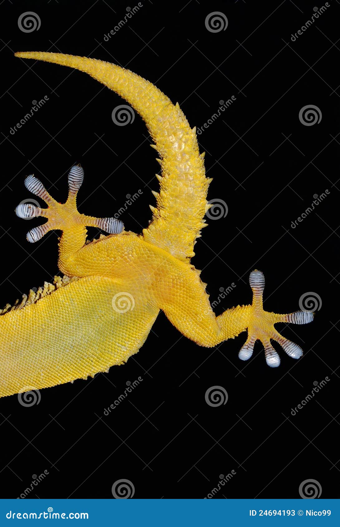 Tails And Hind Torso Of Two African Rhinos. Wild African Animals ...