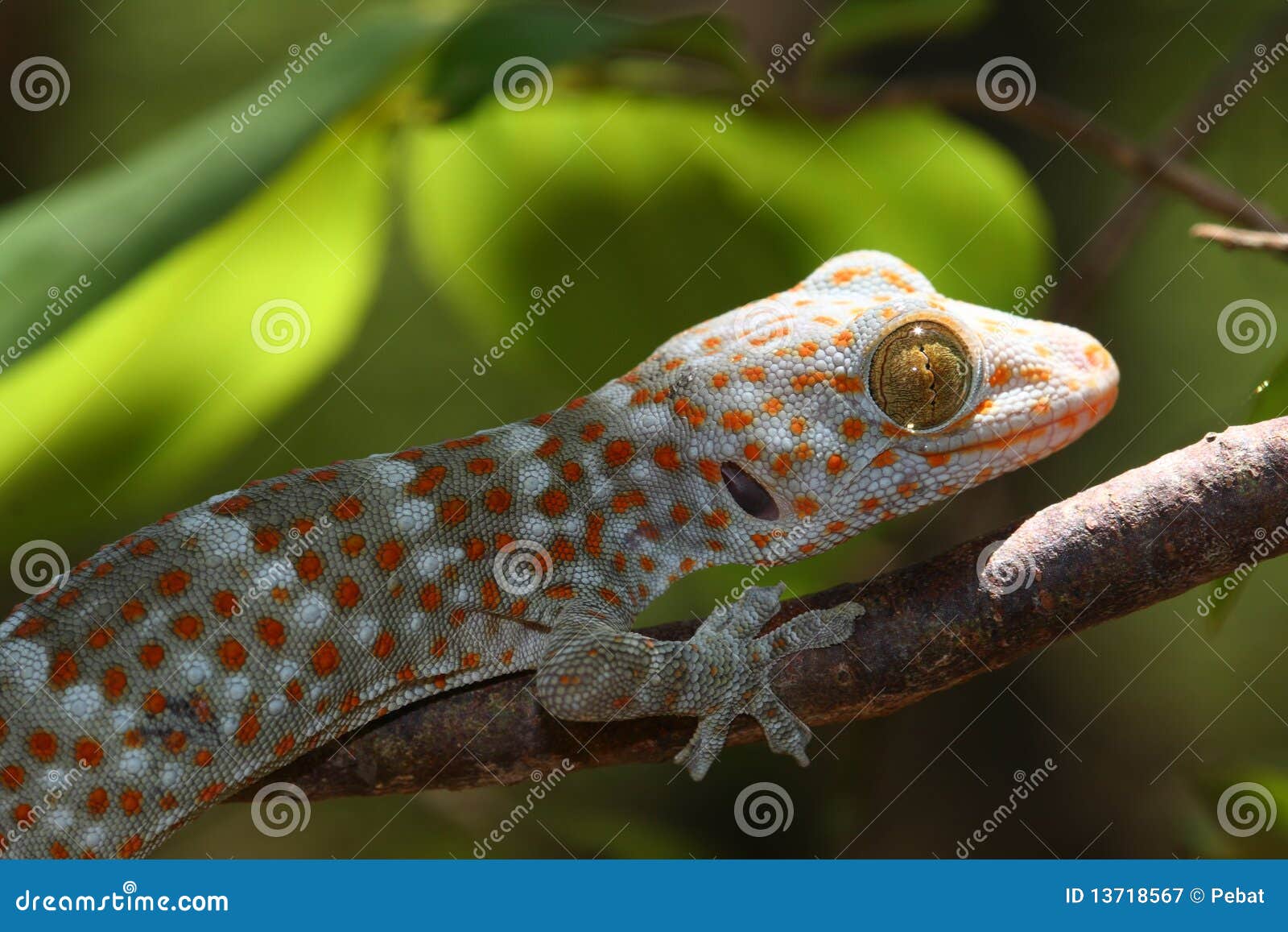Gecko tokay stock image. Image of king, mouth, reptile - 13718567