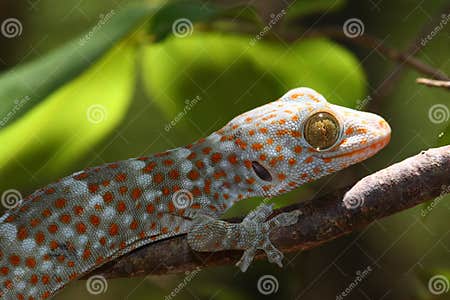 Gecko tokay stock image. Image of king, mouth, reptile - 13718567