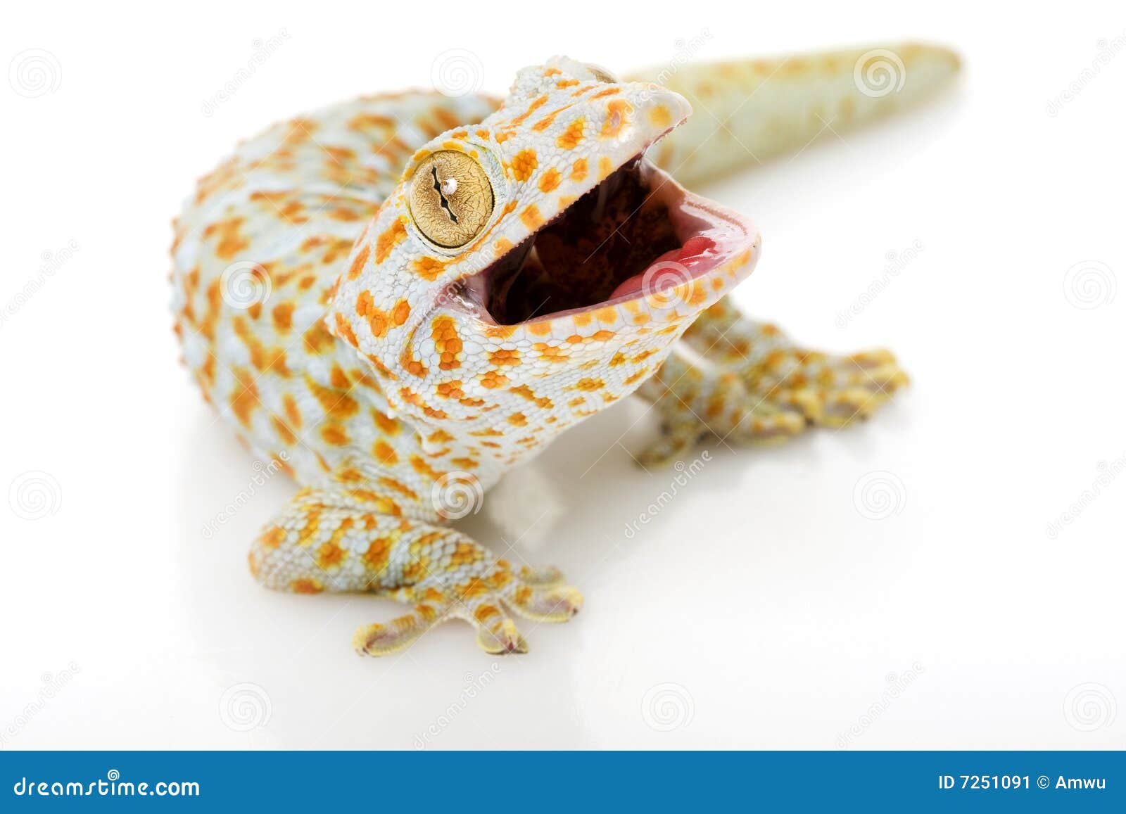 Gecko tokay image stock. Image du espèces, animal, image - 7251091