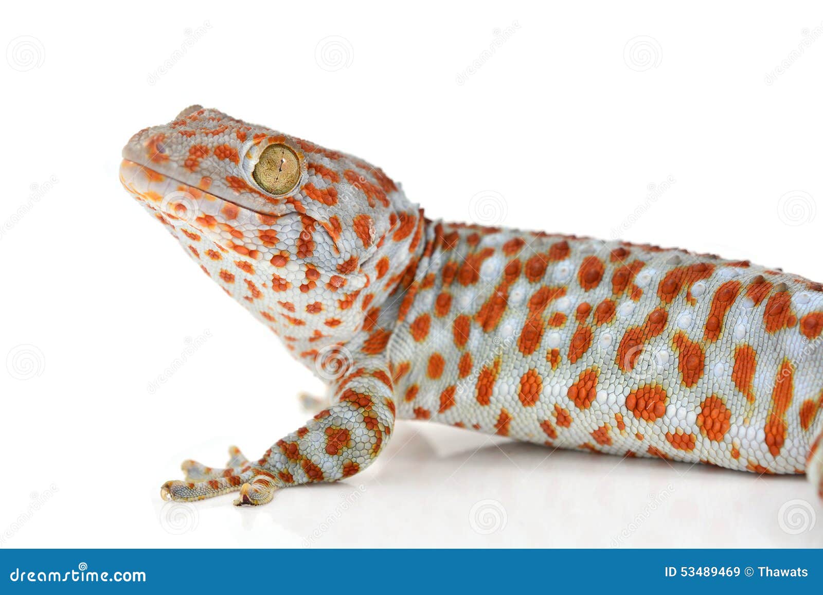 Gecko stock image. Image of nocturnal, arboreal, spots - 53489469