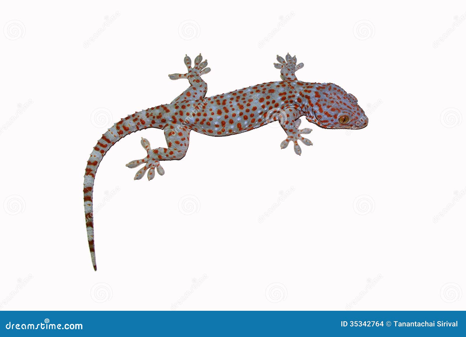 Gecko stock photo. Image of shot, wildlife, green, isolated - 35342764