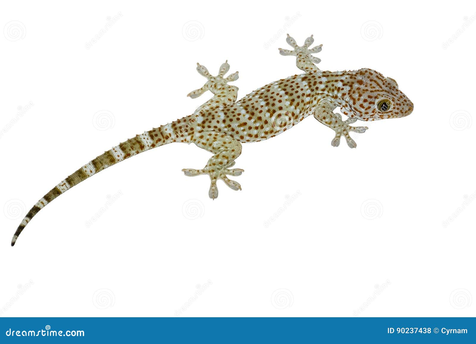 Gecko Tokay Lizard Thailand Stock Photo - Image of white, background ...