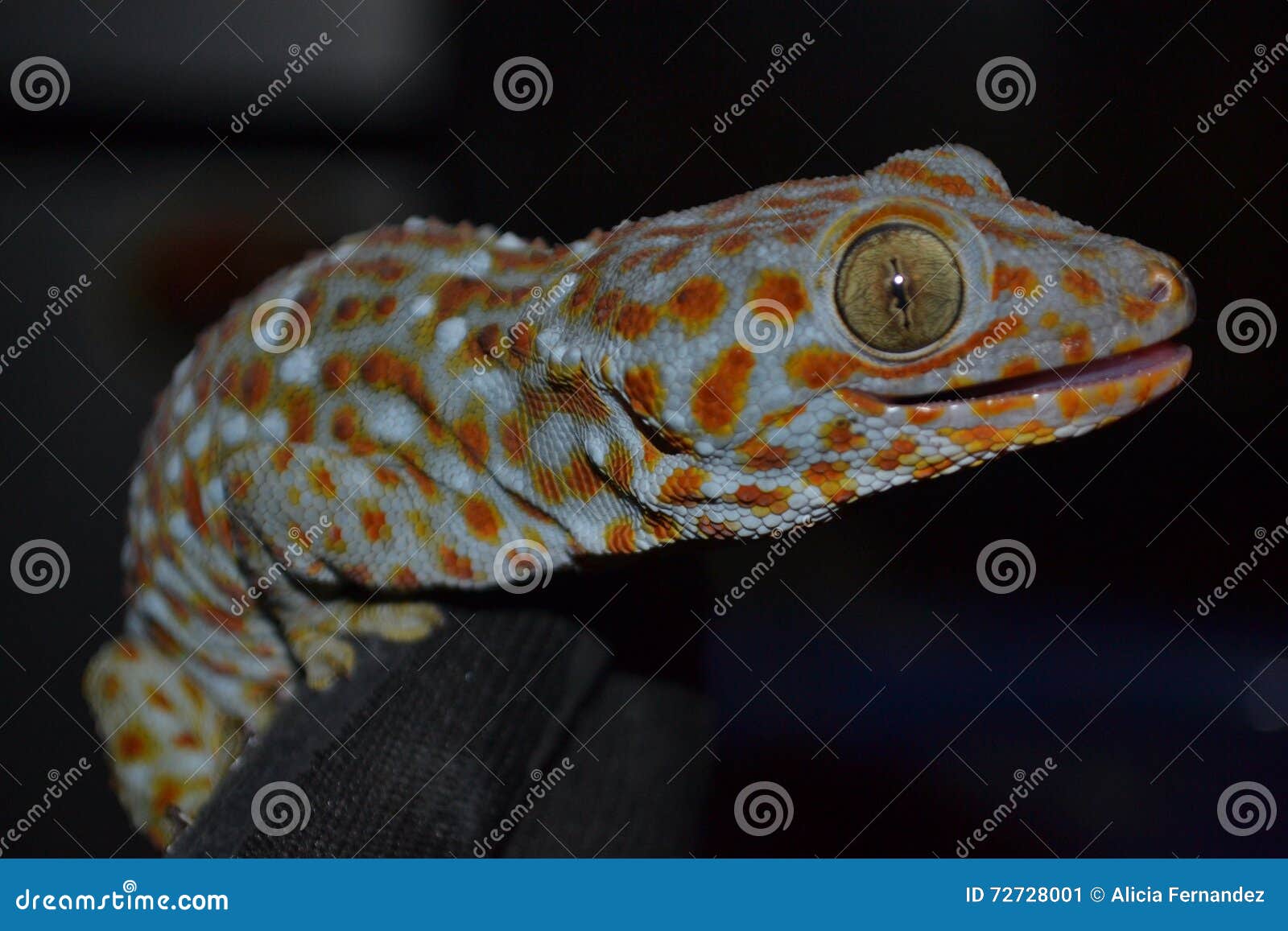 Gecko stock image. Image of bites, tokay, gecko, nocturnal - 72728001