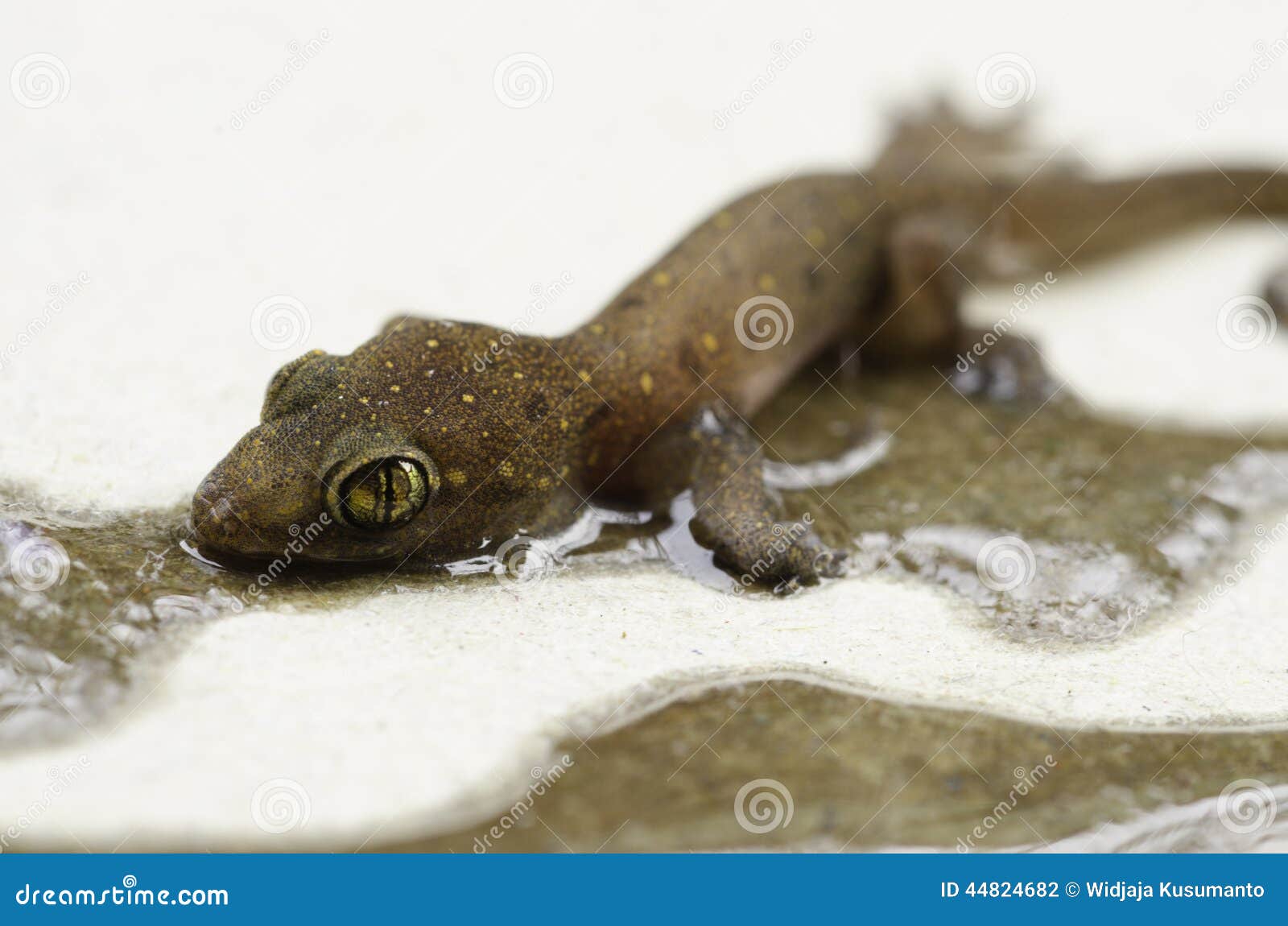 Gecko Trapped on Sticky Glue2 Stock Photo - Image of glues, animal ...