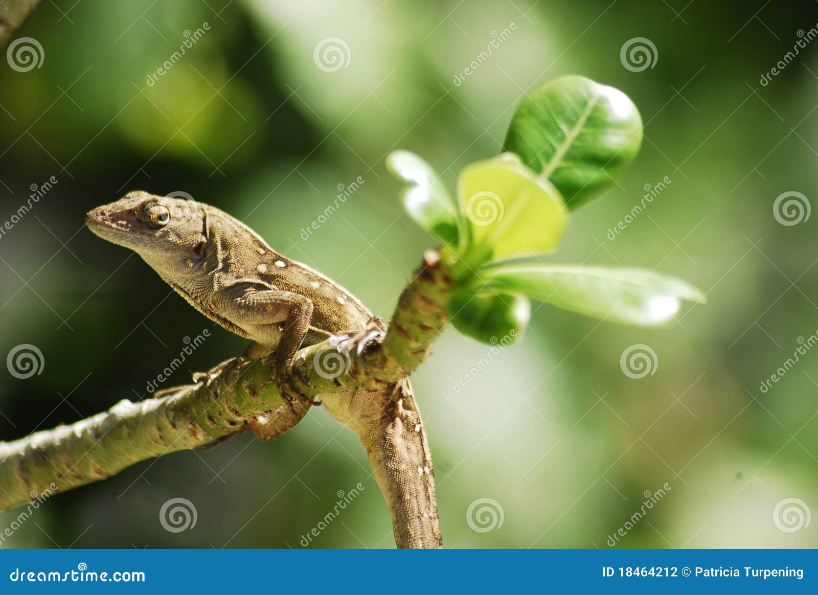Gecko in Tree stock photo. Image of garden, animals, reptiles - 18464212