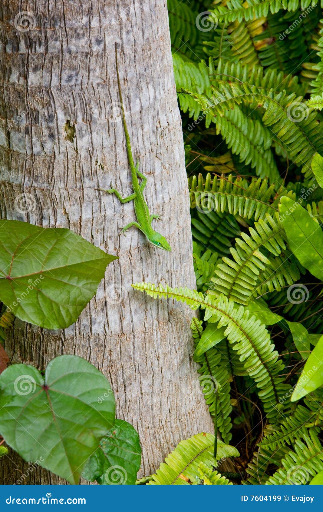 Gecko on Tree stock image. Image of chameleon, foliage - 7604199