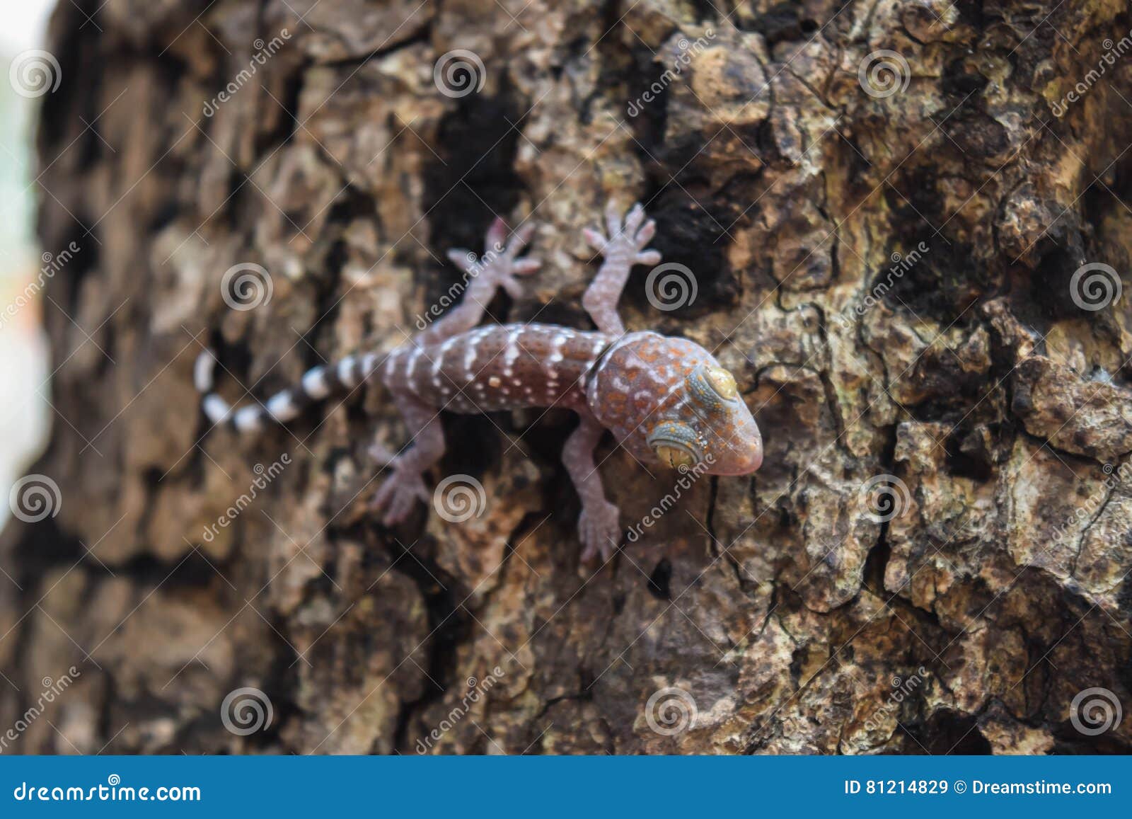 Gecko on tree stock image. Image of animal, aggressive - 81214829