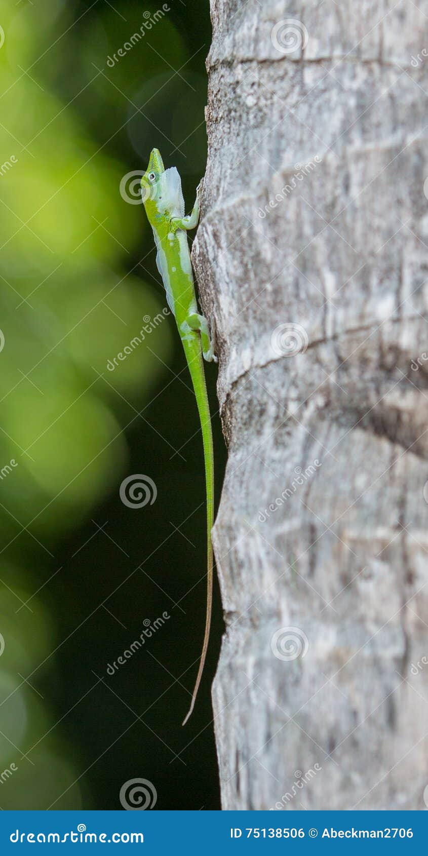 Gecko at the tree stock photo. Image of africa, gekko - 75138506