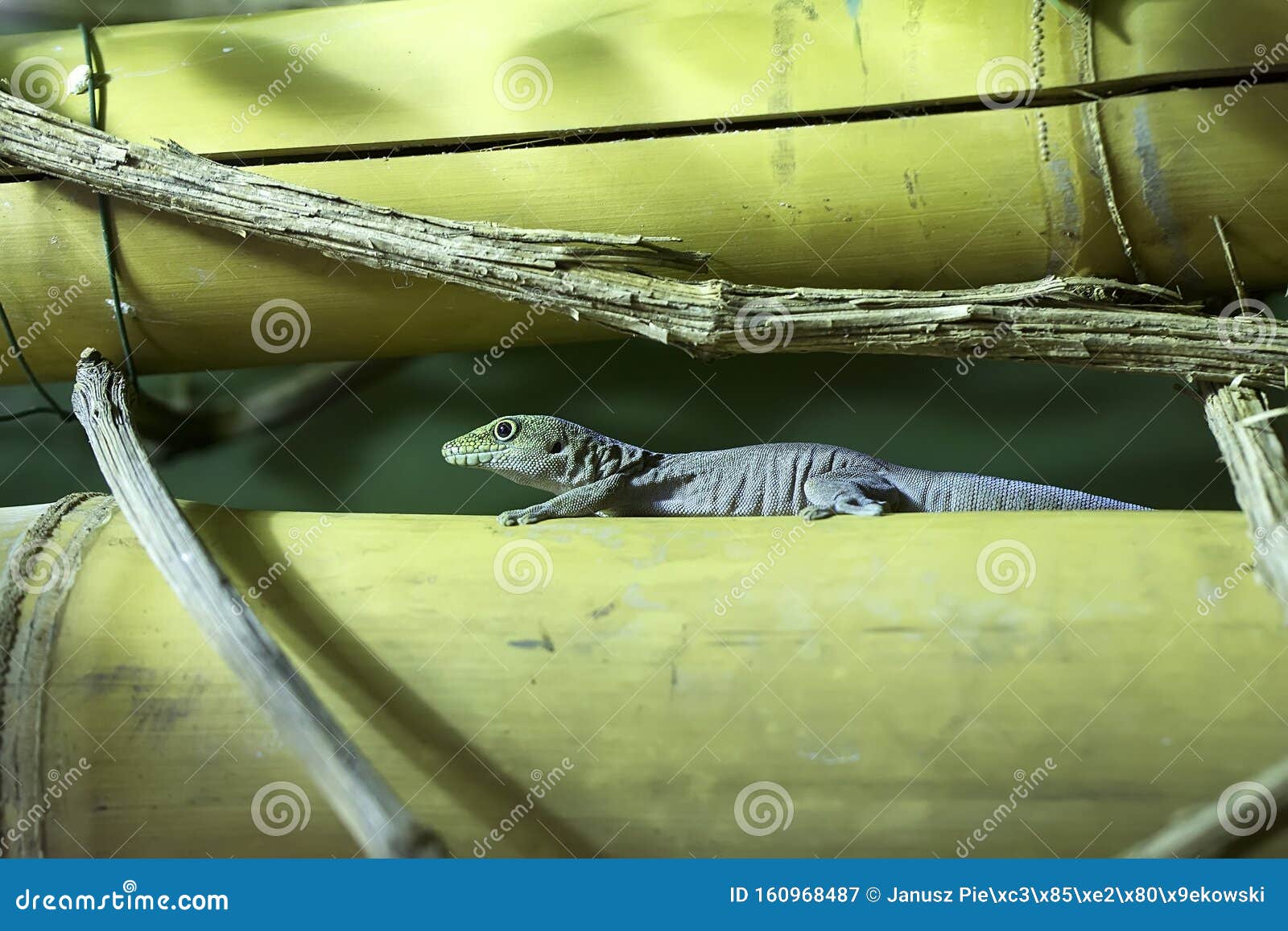 Gecko on a tree stock image. Image of gecko, tree, animal - 160968487