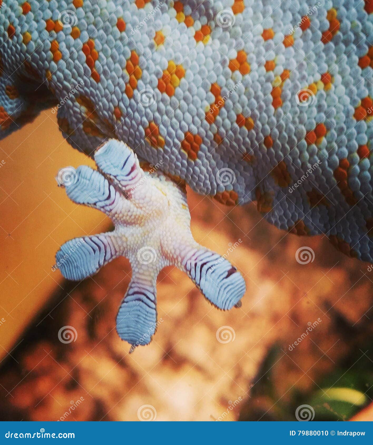 Gecko stock photo. Image of shot, tropical, scales, foot - 79880010