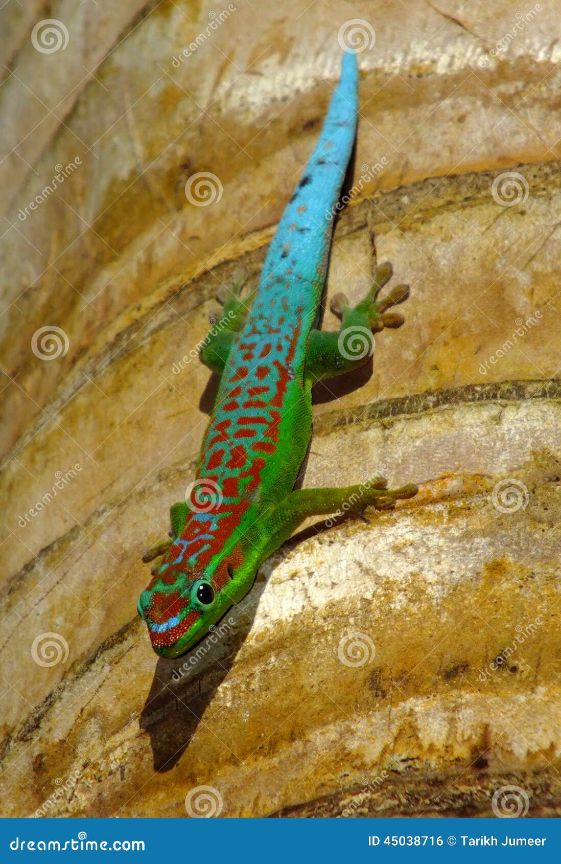 Gecko stock photo. Image of gecko, palm, reptile, fauna - 45038716