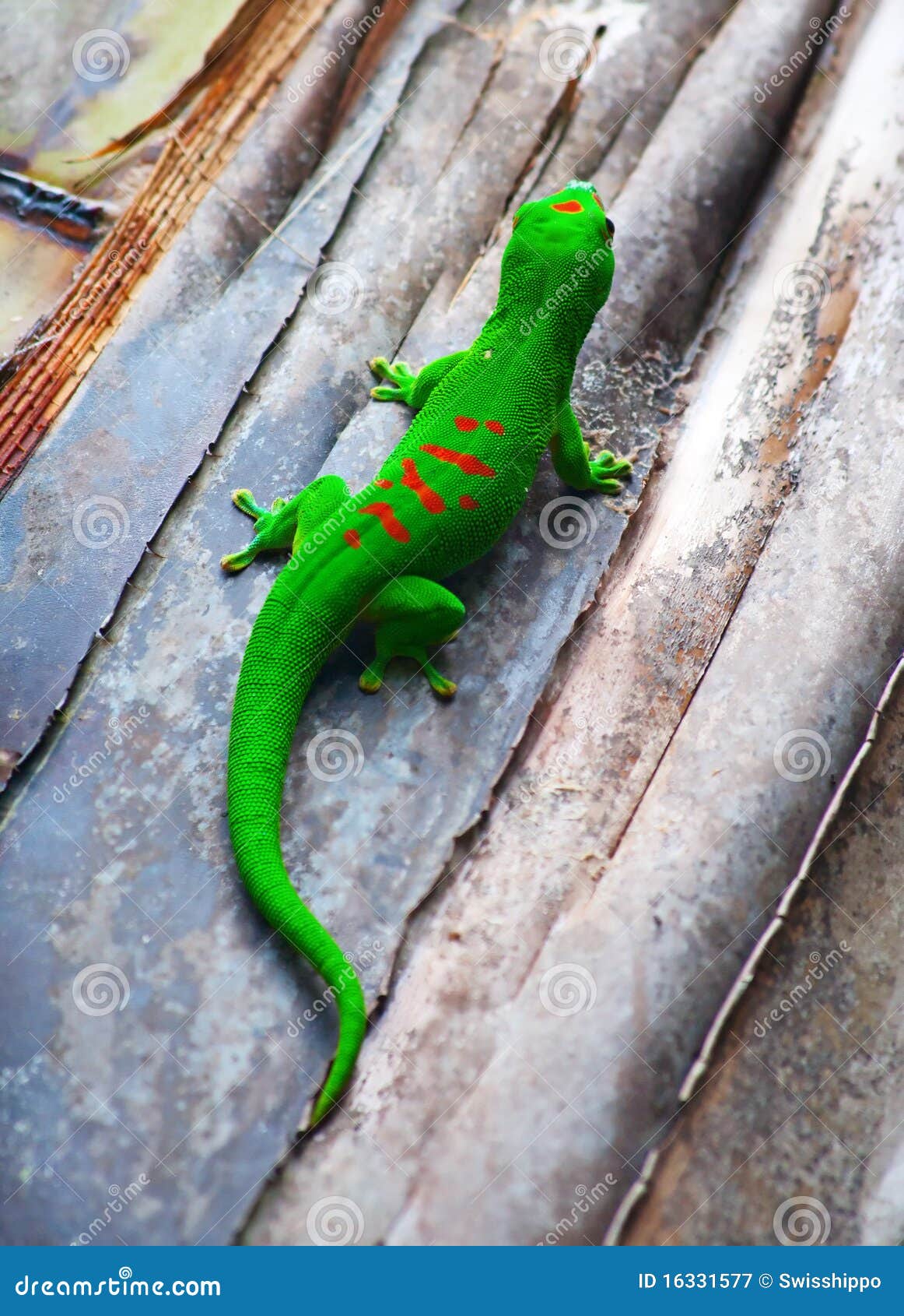 Gecko verde imagen de archivo. Imagen de primer, verde - 16331577