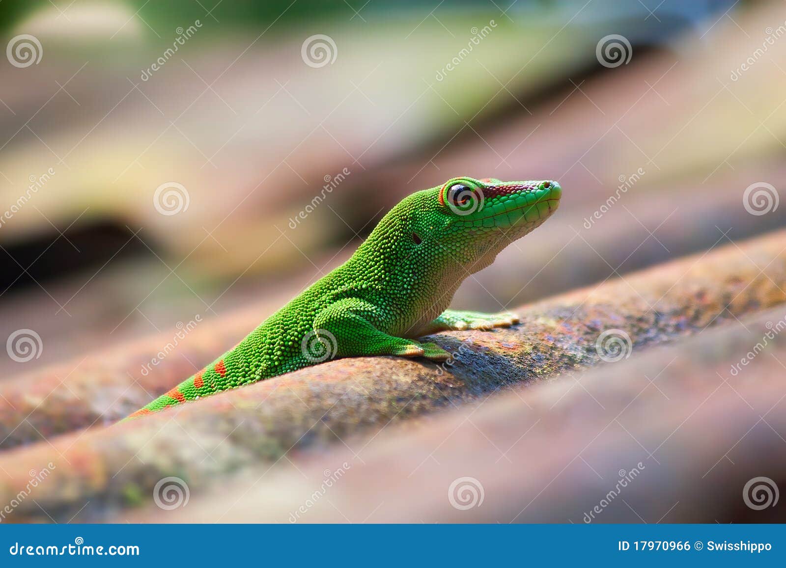 Gecko verde foto de archivo. Imagen de endangered, planta - 17970966